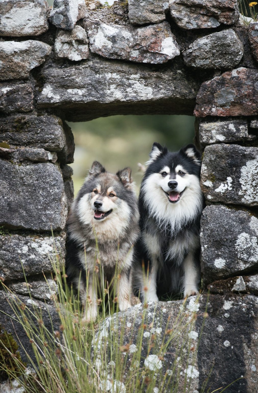 Judges List – Finnish Lapphund Club of Great Britain